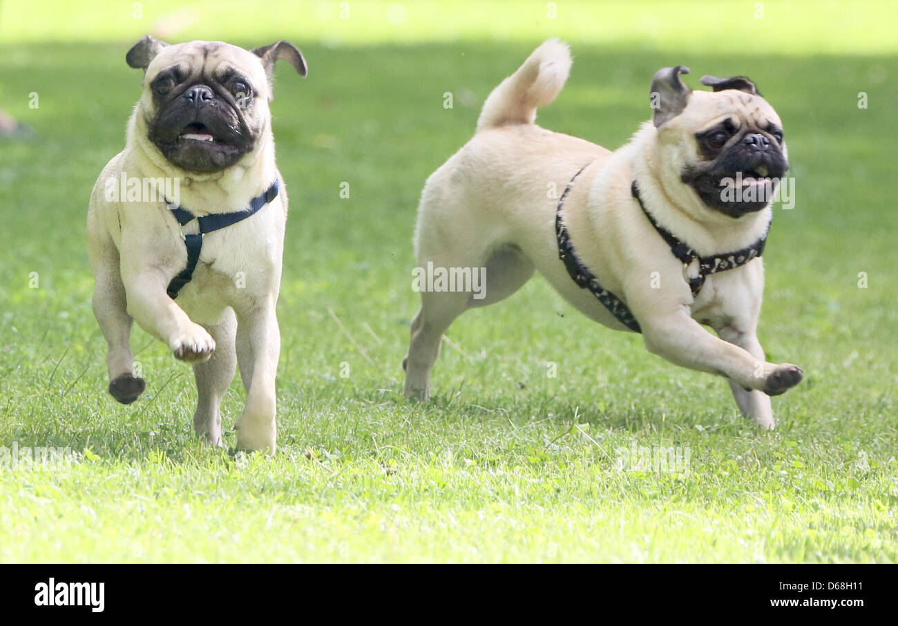 Two pugs run across a meadow during a pug race at the international Pug ...