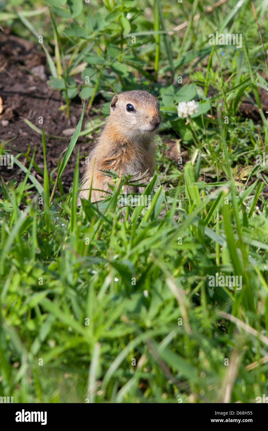 Gophers head hi-res stock photography and images - Alamy