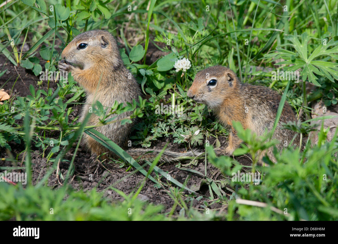 Family gophers on the green grass Stock Photo - Alamy