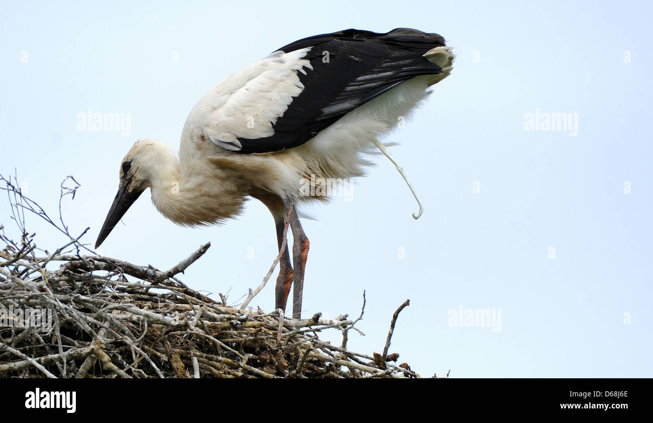 A young stork defecates from his nest in Hamburg, Germany, 16 July 2012 ...