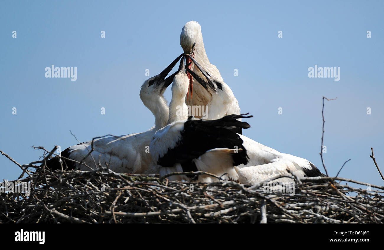 A stork feeds its offsprings in a nest in Hamburg, Germany, 16 July ...