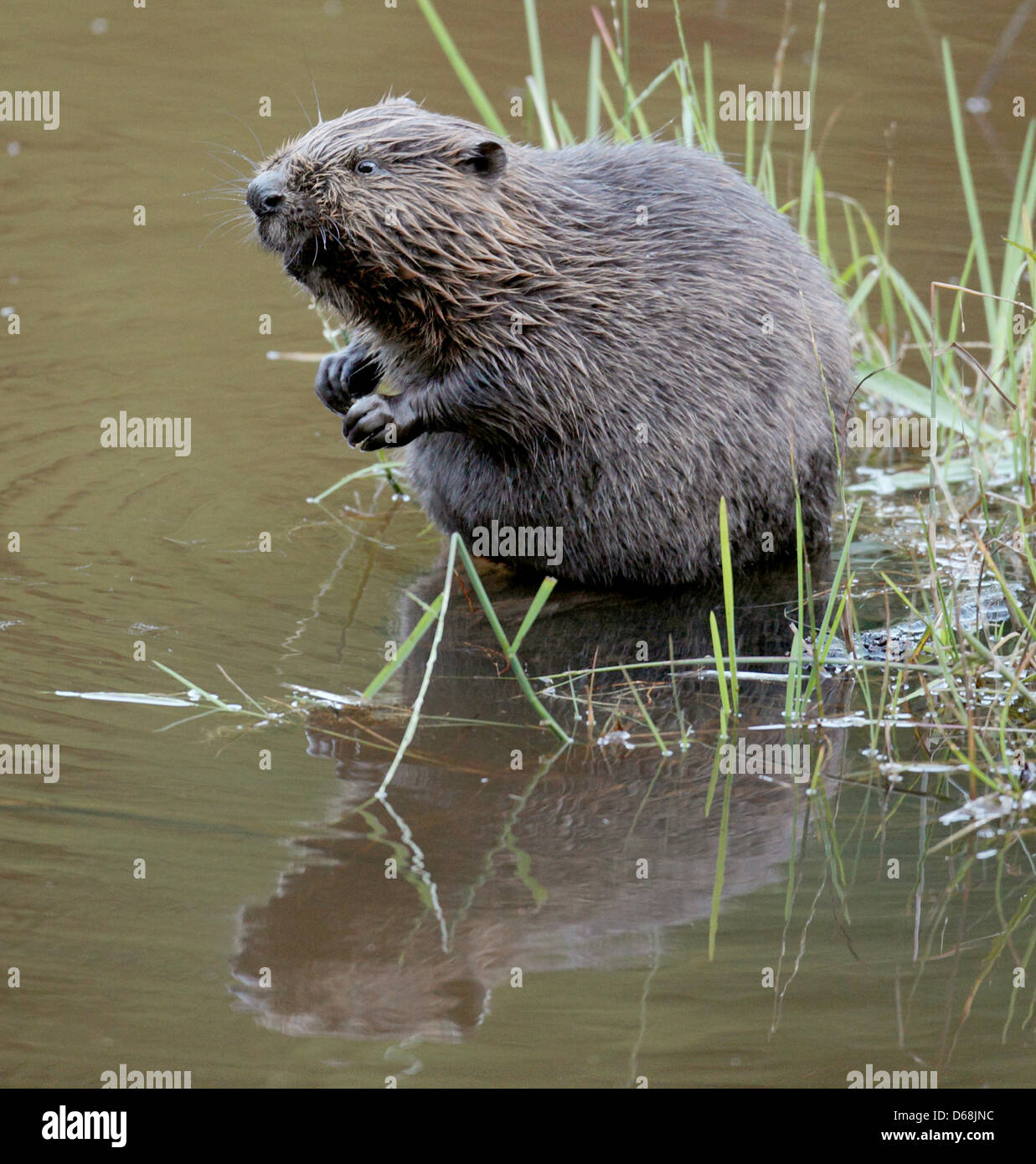 File - A file photo dated 15 July 2009 shows a beaver in Dueren near ...