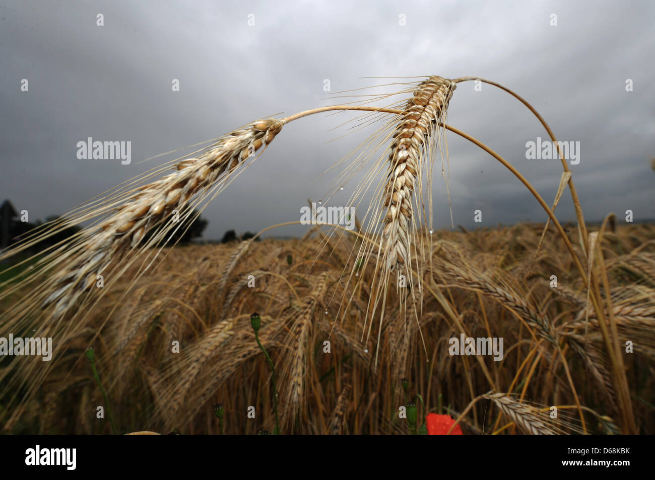 Wet grain grows in a field under dark rain clouds near Udenborn ...