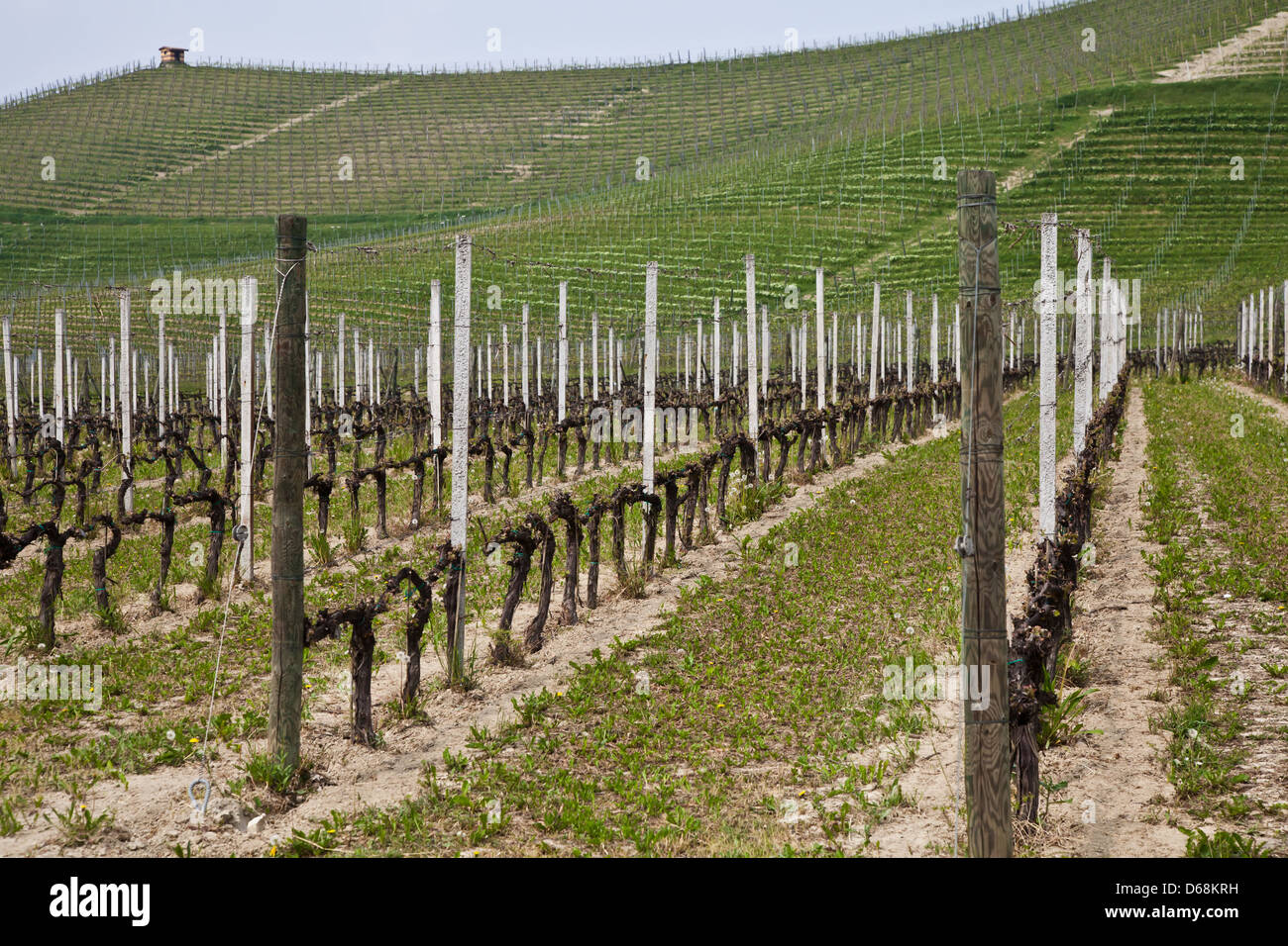 Barbera vineyard - Italy Stock Photo - Alamy
