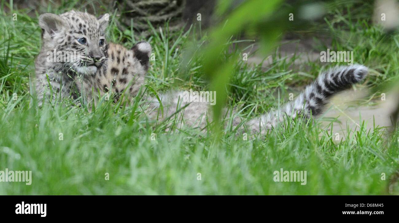 Two small leopards play in their enclosure at the zoo in Hanover ...
