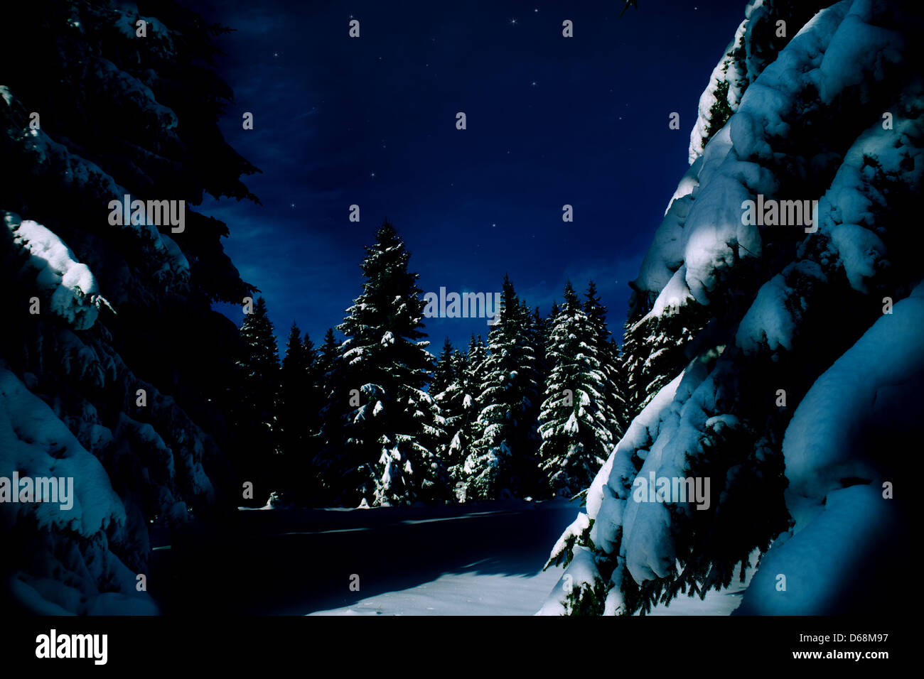 The night forest hi-res stock photography and images - Alamy