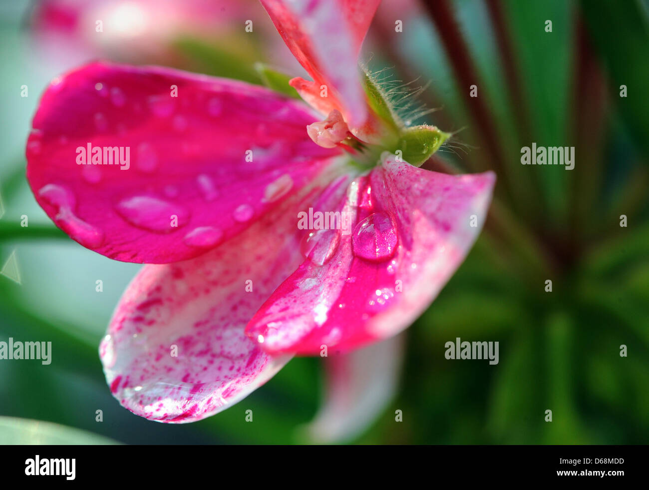 Geraniums, more correctly called Pelargonium, are wet in Berlin ...