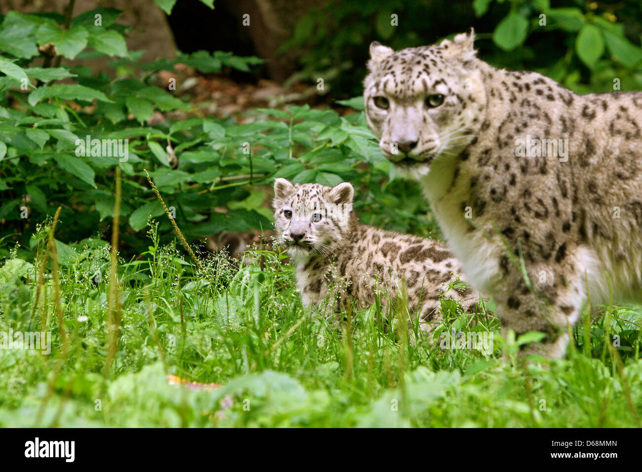 A snow leopard mother walks along her enclosure with her new cub at the ...
