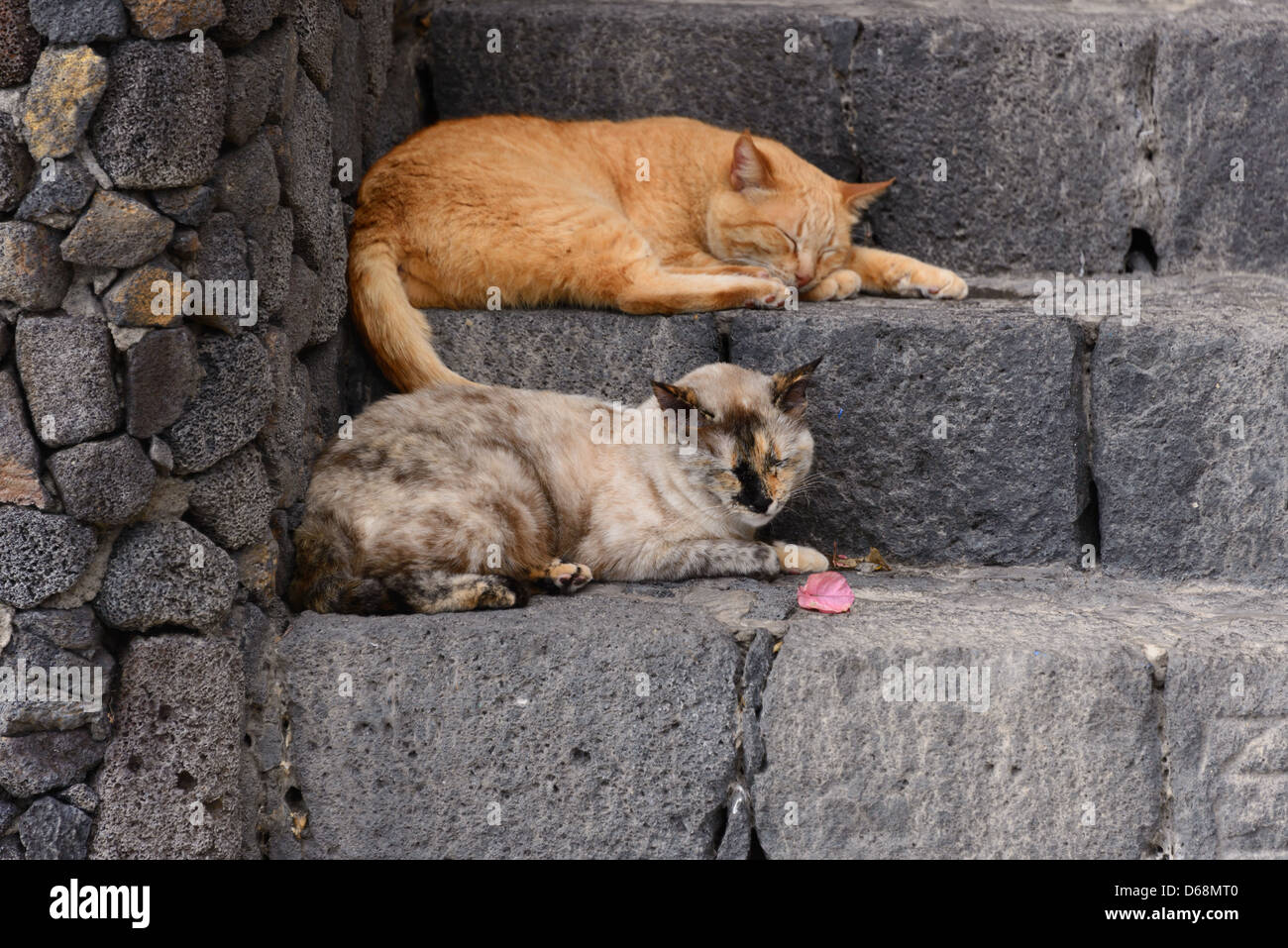 La Palma, Canary Islands - two cats on lava rock steps Stock Photo - Alamy