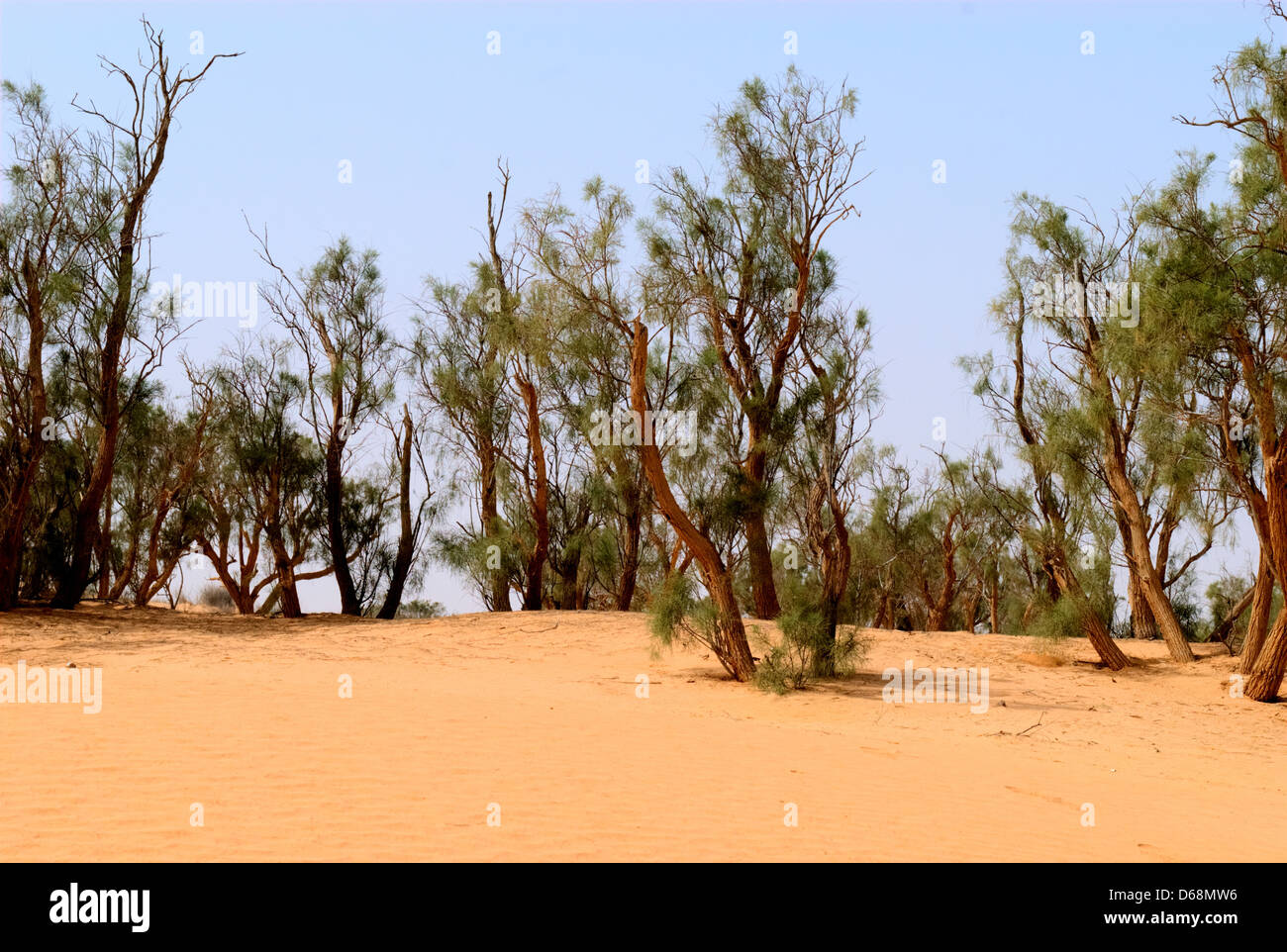 Israel, Negev Desert Tamarix (tamarisk, salt cedar) trees Stock Photo ...