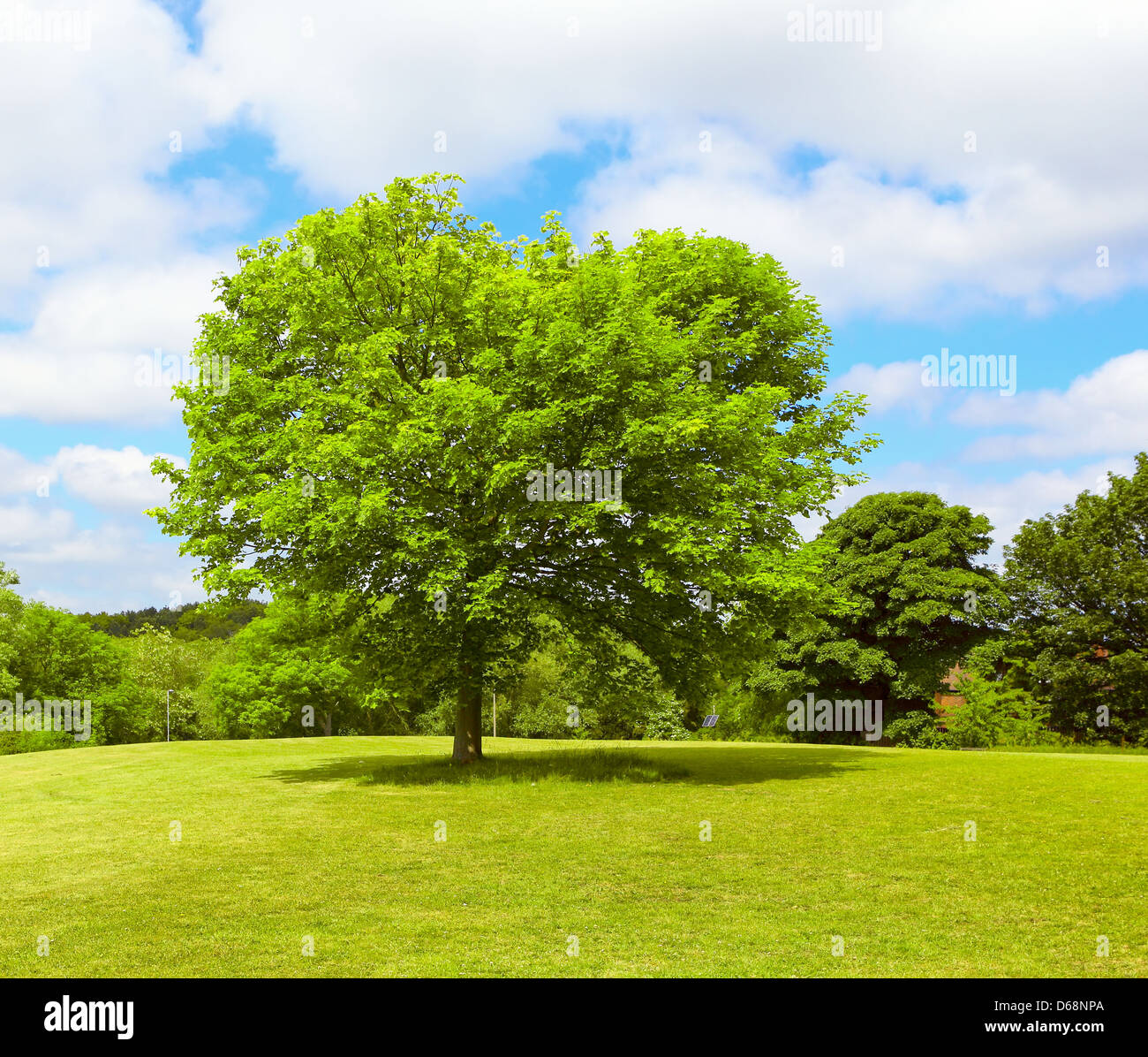 Tree on Springtime Stock Photo - Alamy