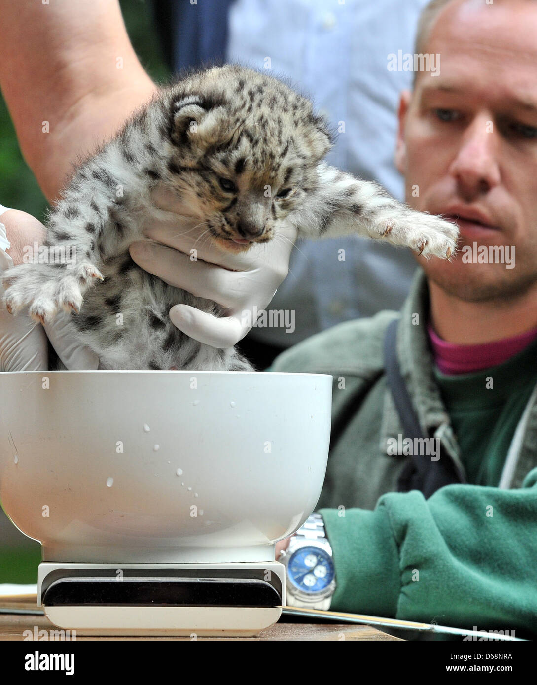 A male Snow leopard is weighed at the zoo in Leipzig, Germany, 20 July ...