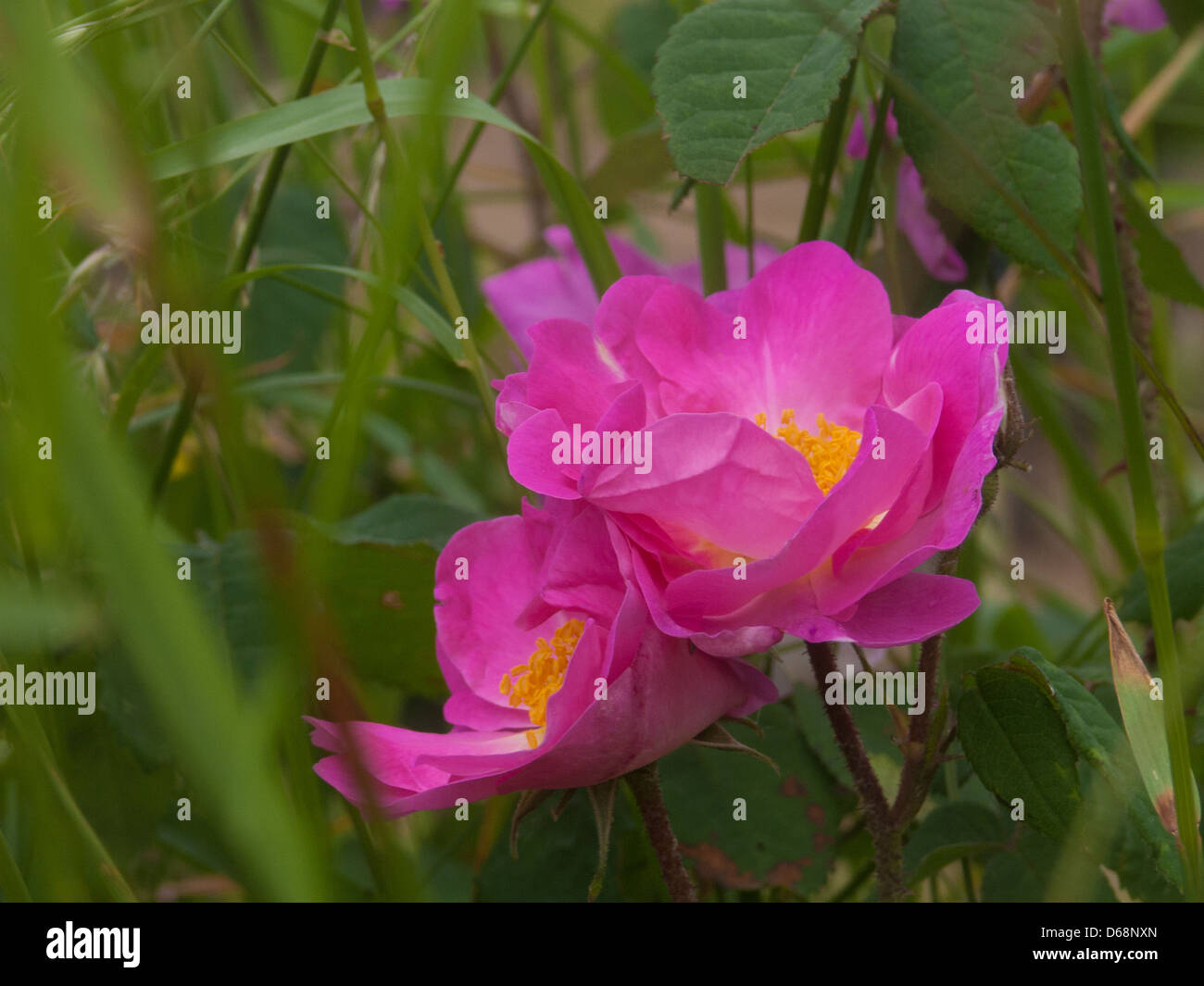 Morgon, beaujolais hi-res stock photography and images - Alamy