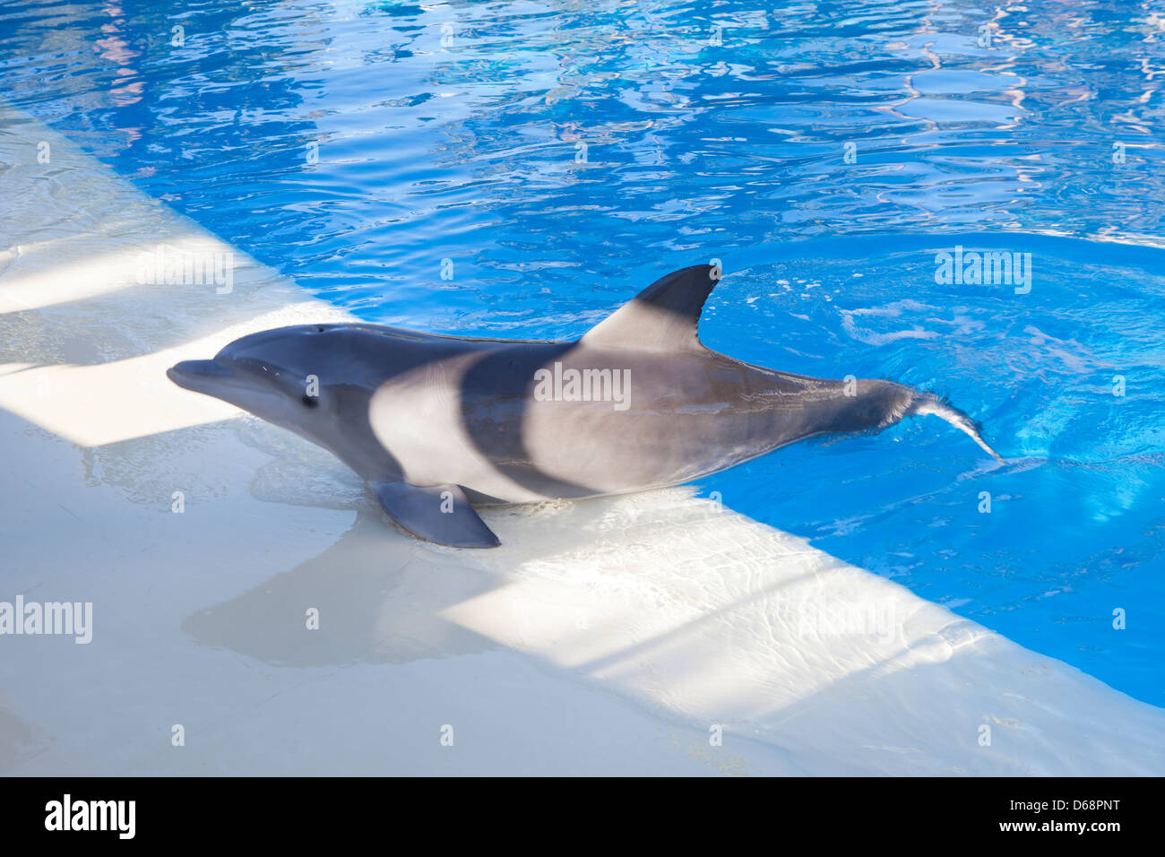 Vegas dolphin mirage hi-res stock photography and images - Alamy