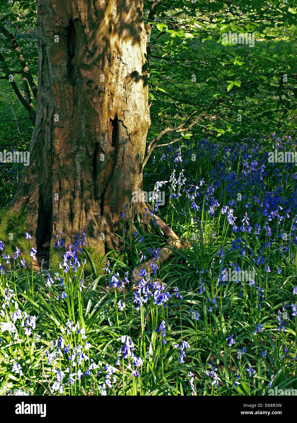 Beech tree flowers hi-res stock photography and images - Alamy