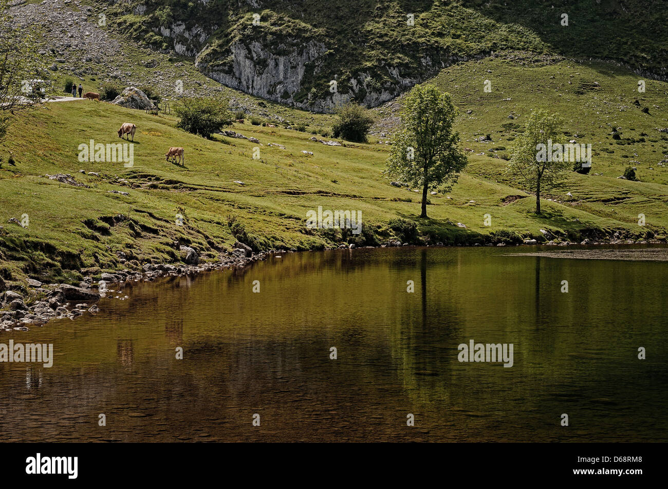 Enol lake in Picos de Europa, Covadonga, Asturias, Spain, Europe Stock ...