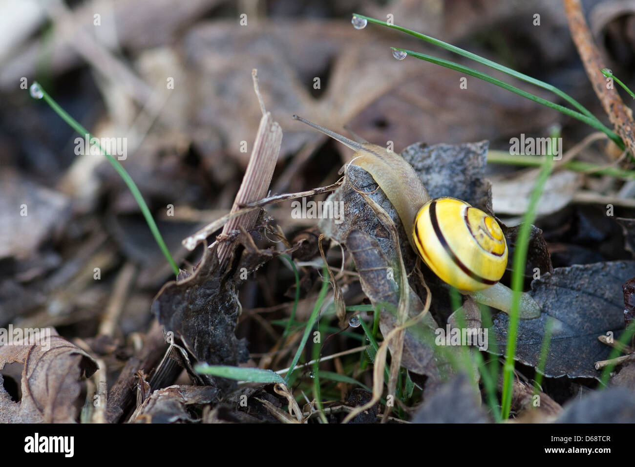 snail with yellow shell with stripes crawling over natural ground Stock ...