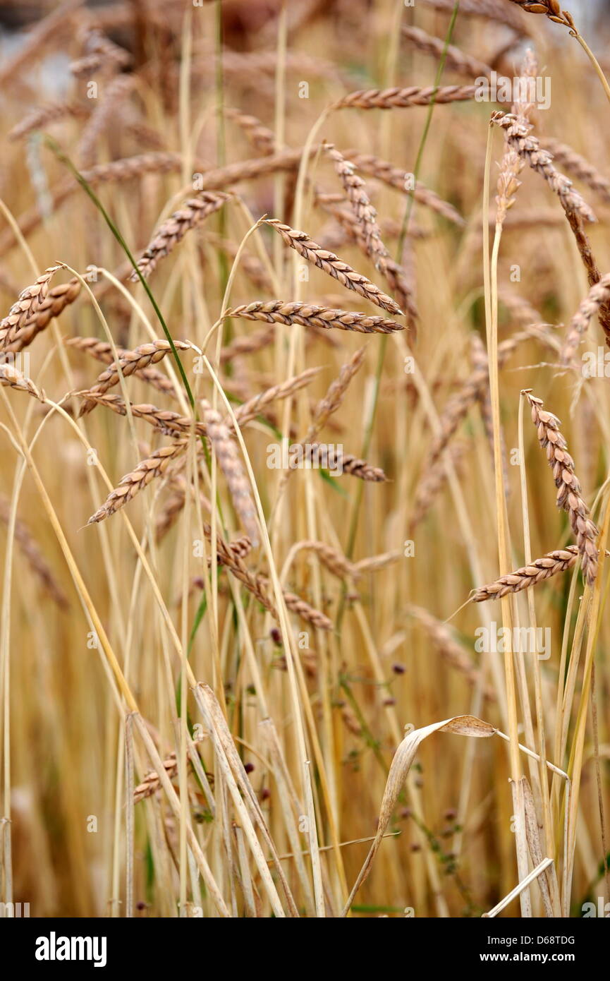 Maisach hi-res stock photography and images - Alamy