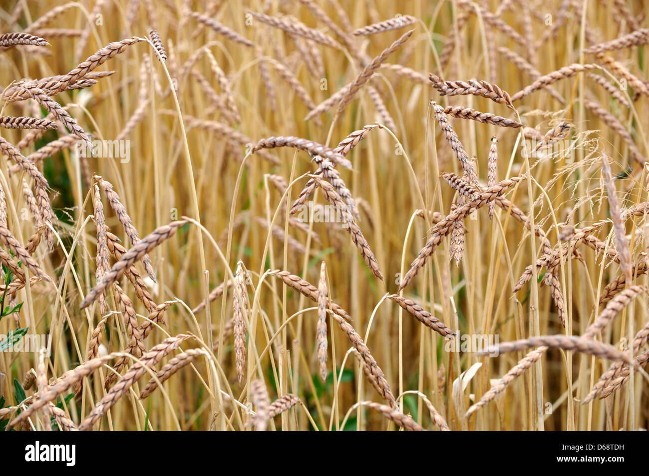 Maisach hi-res stock photography and images - Alamy