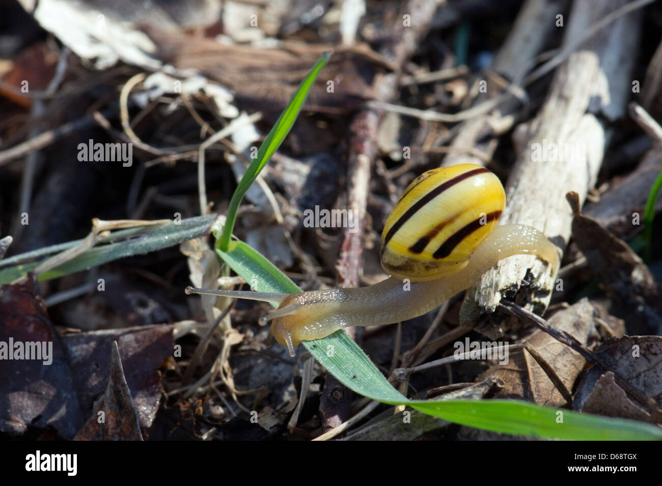 snail with yellow shell with stripes crawling over natural ground Stock ...