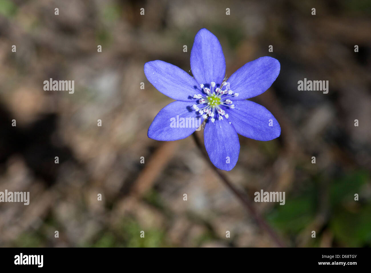 Blue Anemone Hepatica in bloom Stock Photo - Alamy