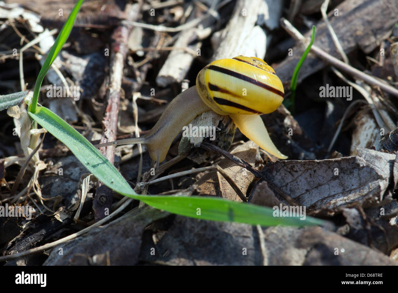 snail with yellow shell with stripes crawling over natural ground Stock ...
