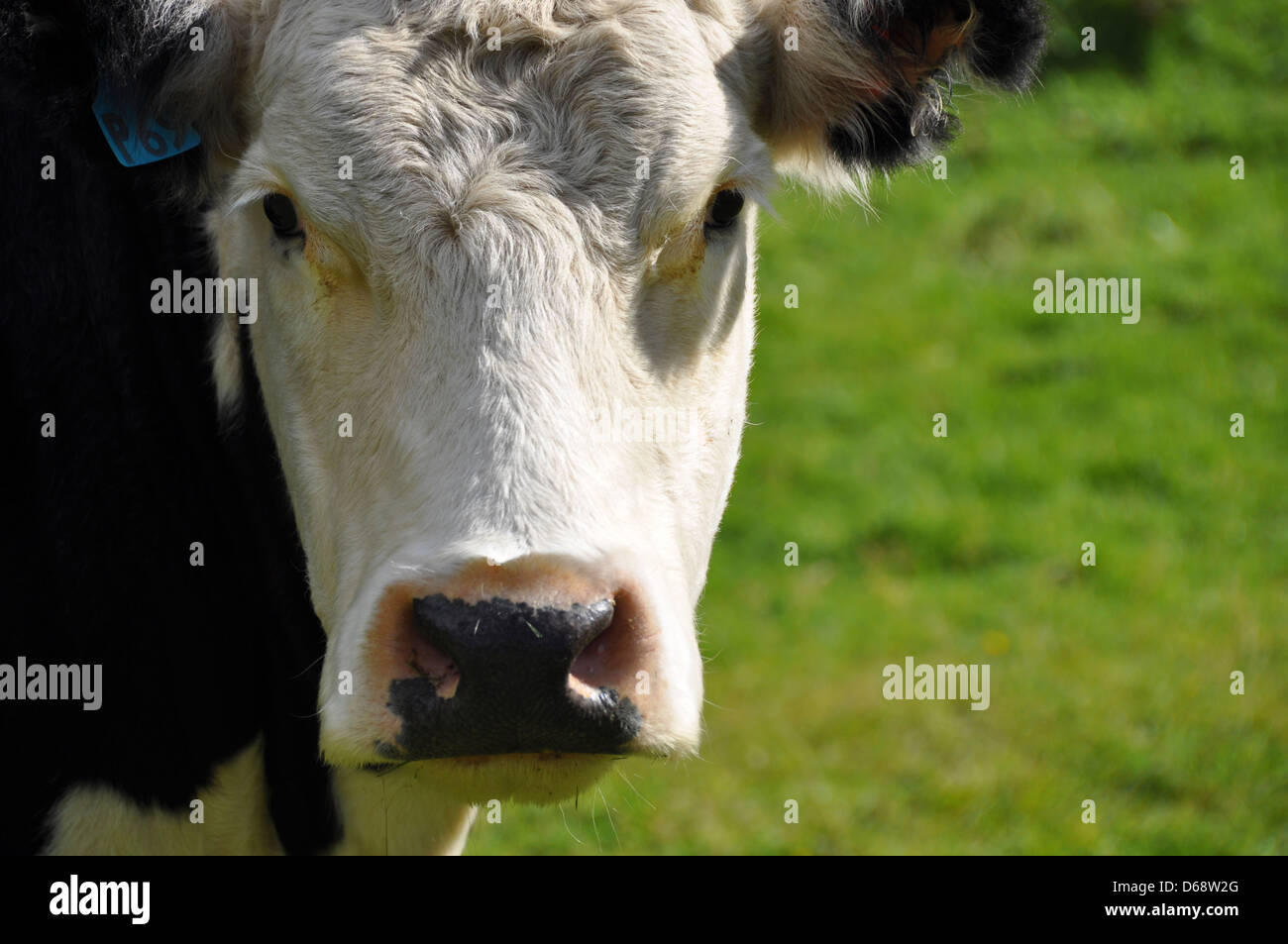 Portrait of a cow. Photographed in new Zealand Stock Photo - Alamy