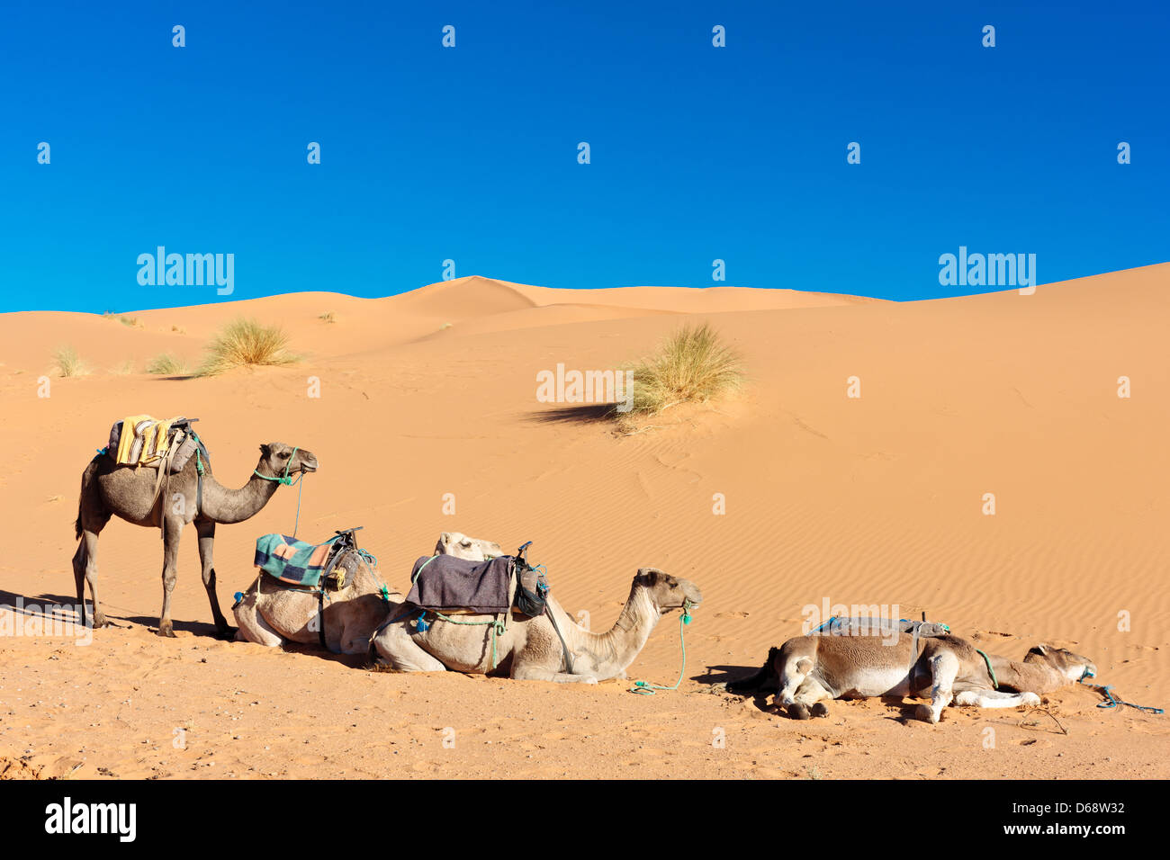 Three camels in desert Stock Photo - Alamy