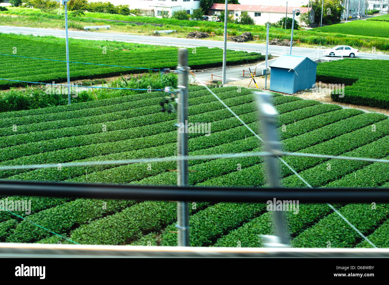 A photo of tea fields in Japan, showcasing the cultivation of tea ...