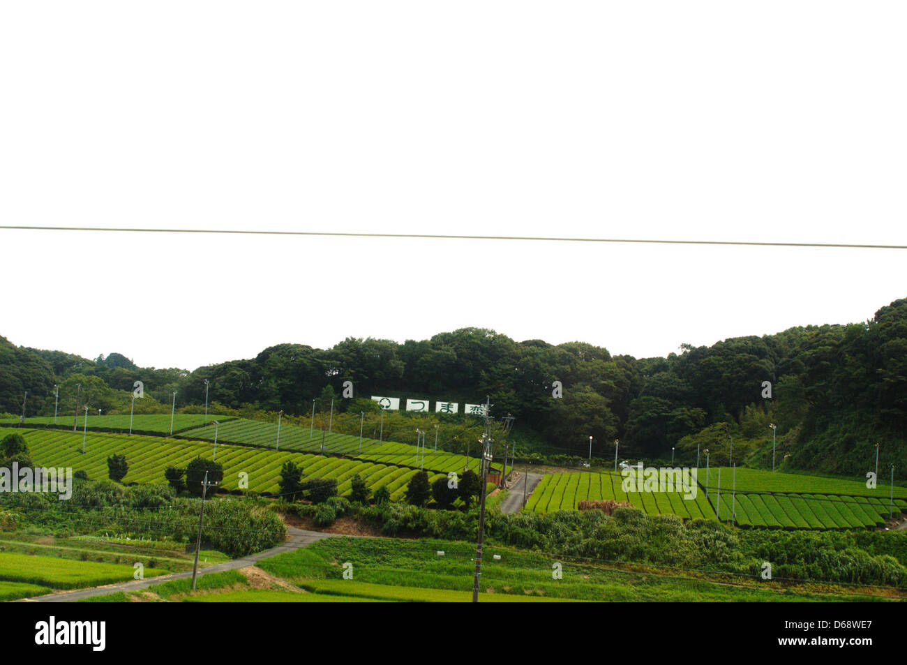A photograph of a tea field in Shizuoka Prefecture, Japan, the renowned ...