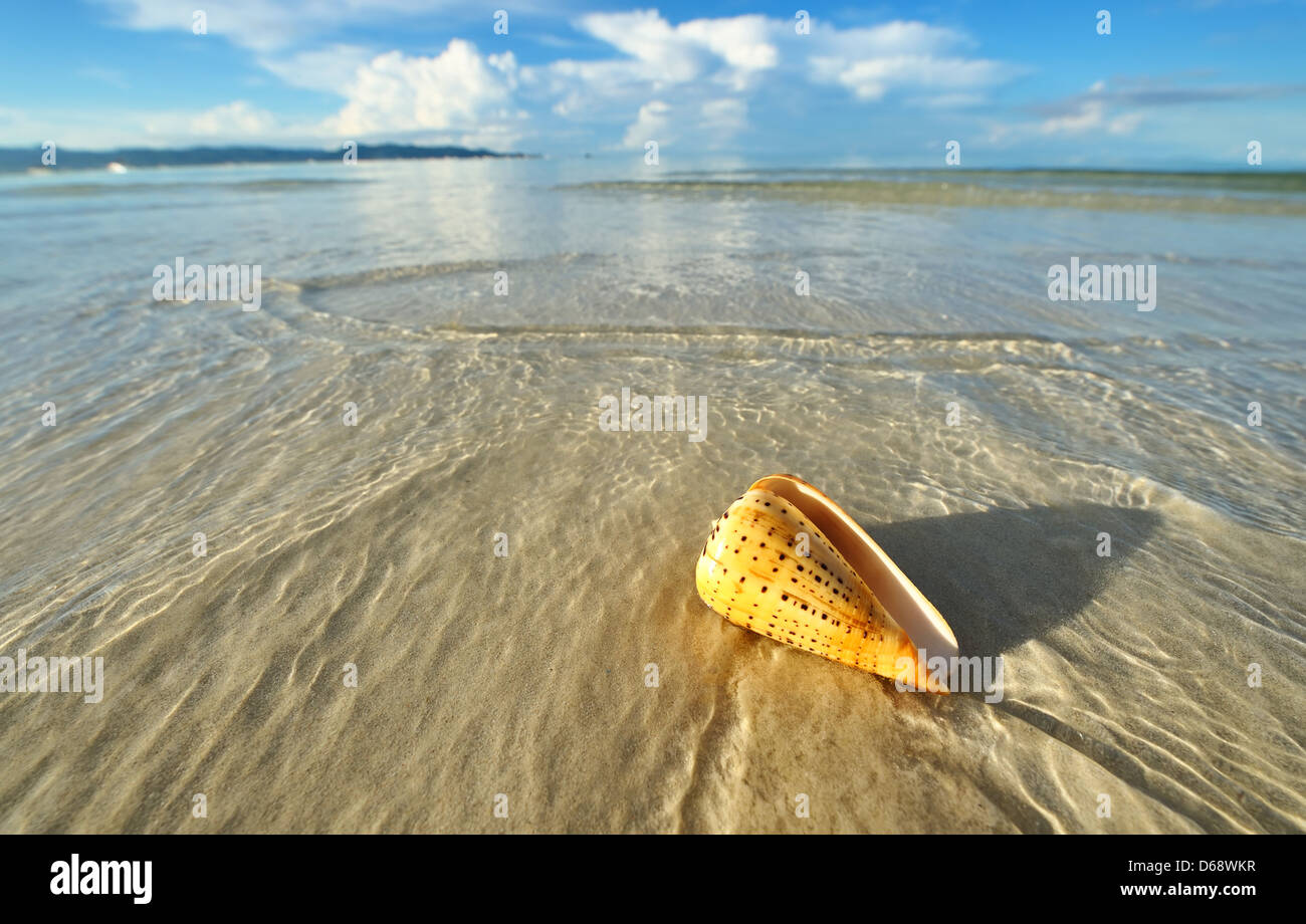 Shell on a beach Stock Photo - Alamy