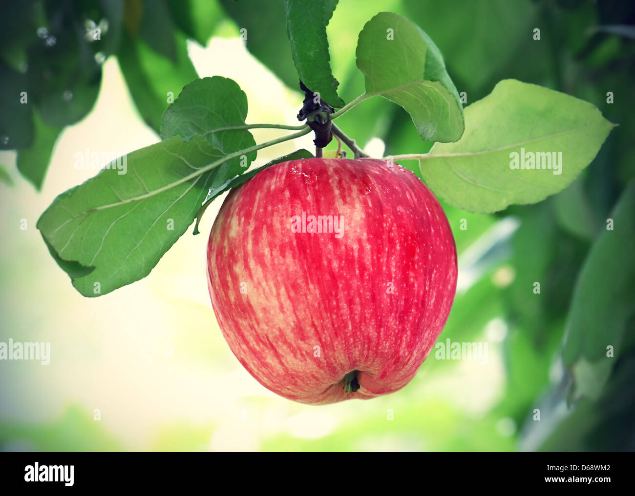 bright tasty apple Stock Photo - Alamy