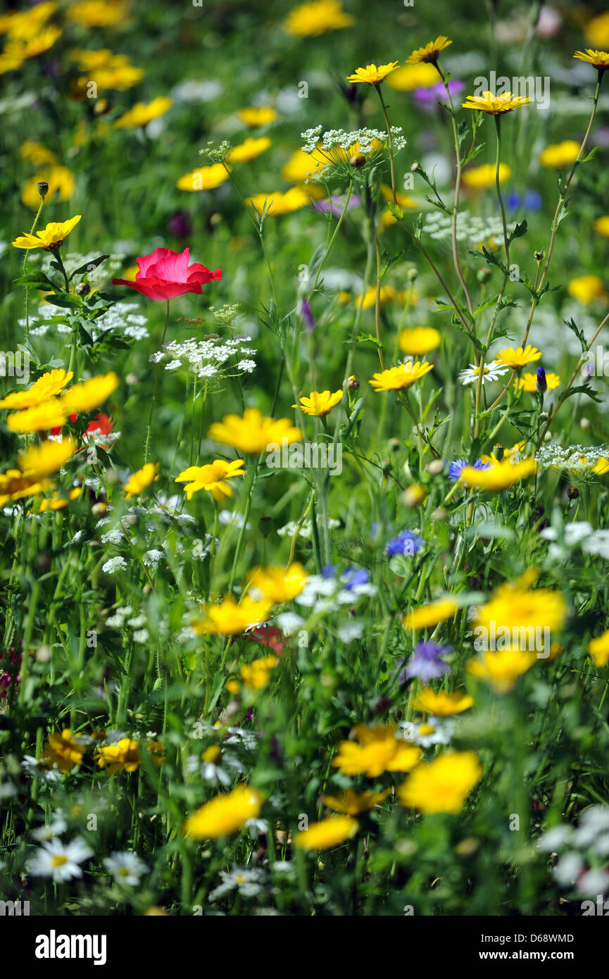 Blooming into a magnificent floral display is this strip of wildflower ...