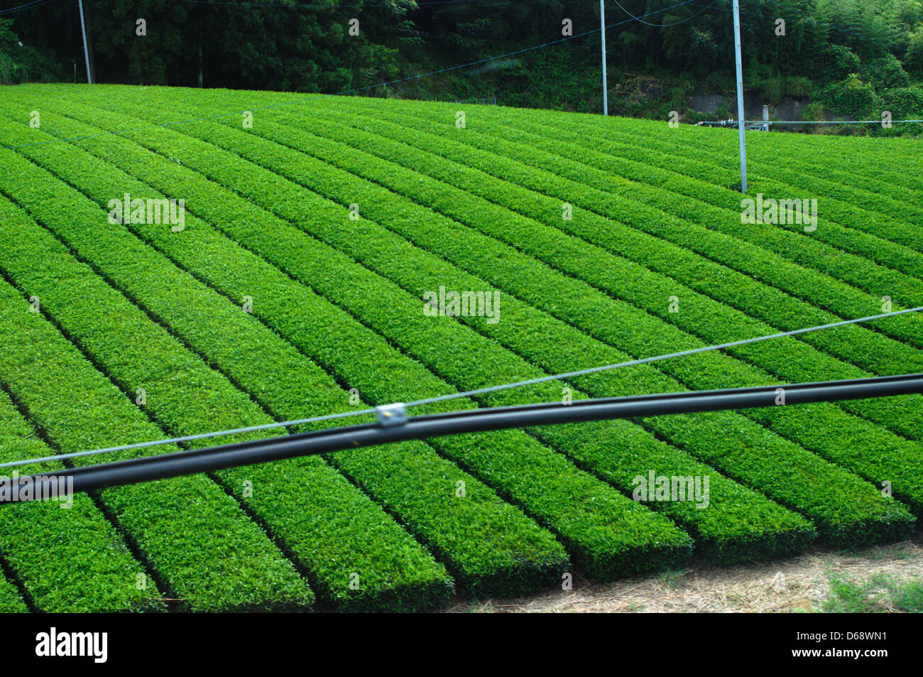 This image shows a train traveling through the tea fields of Shizuoka ...