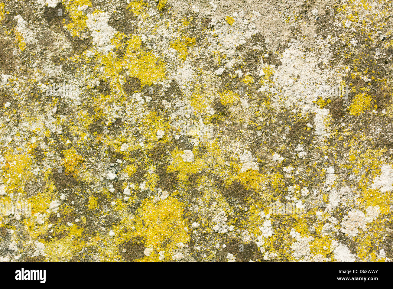 Background of a concrete wall covered in fungus, moss and lichens Stock ...