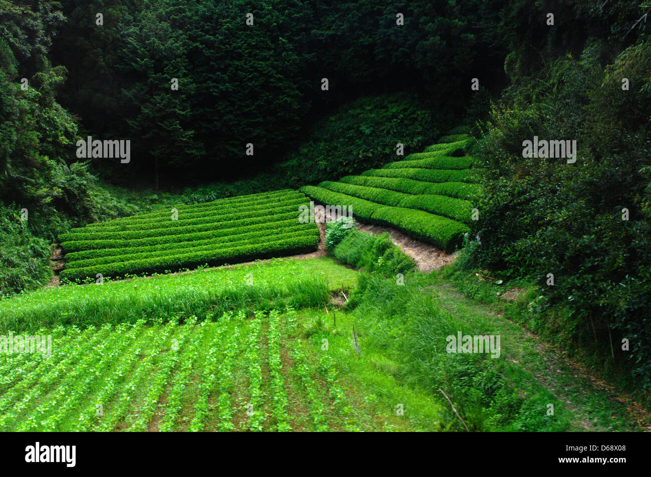 This image showcases a traditional tea field in Shizuoka Prefecture ...