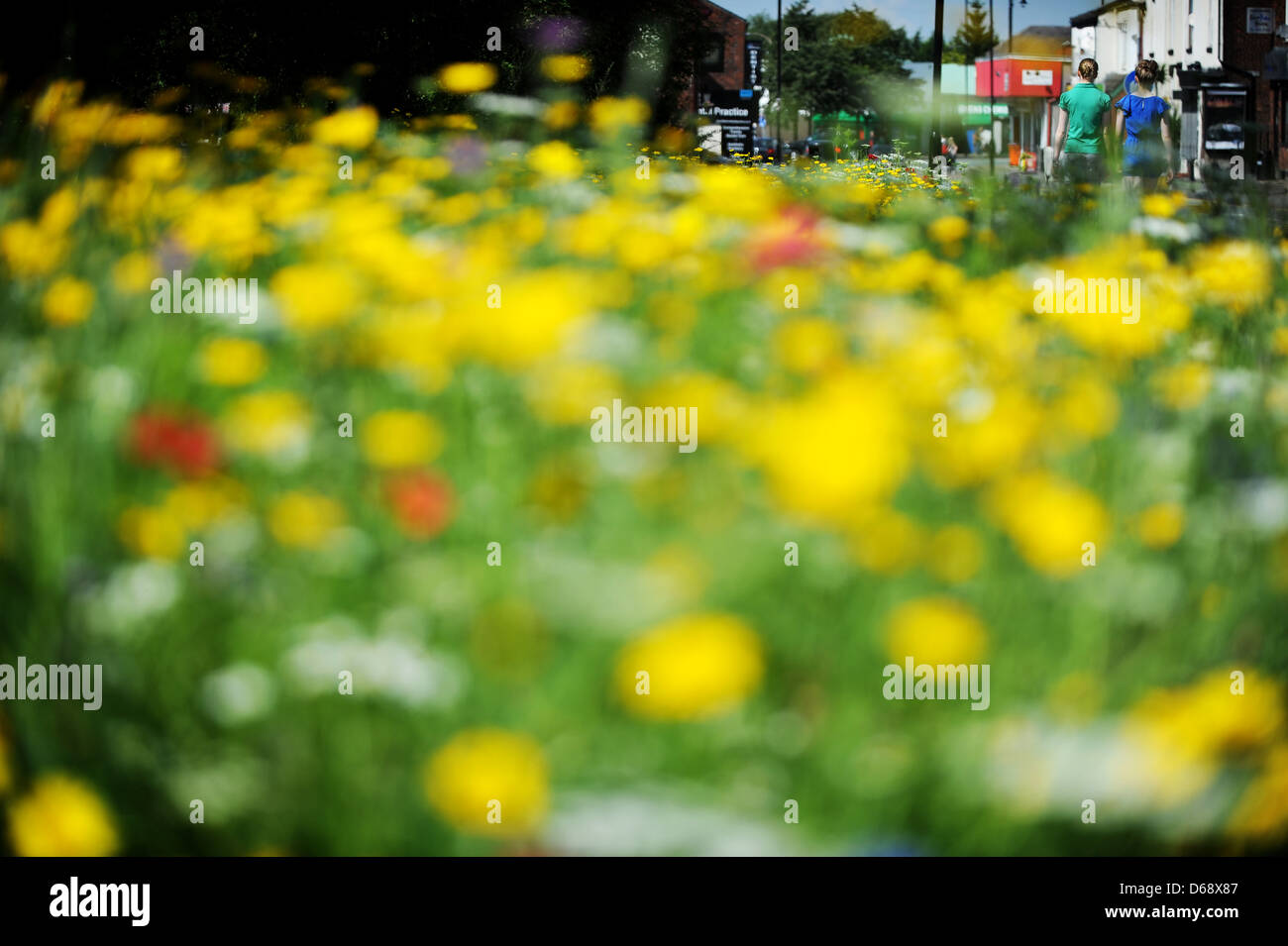 Blooming into a magnificent floral display is this strip of wildflower ...