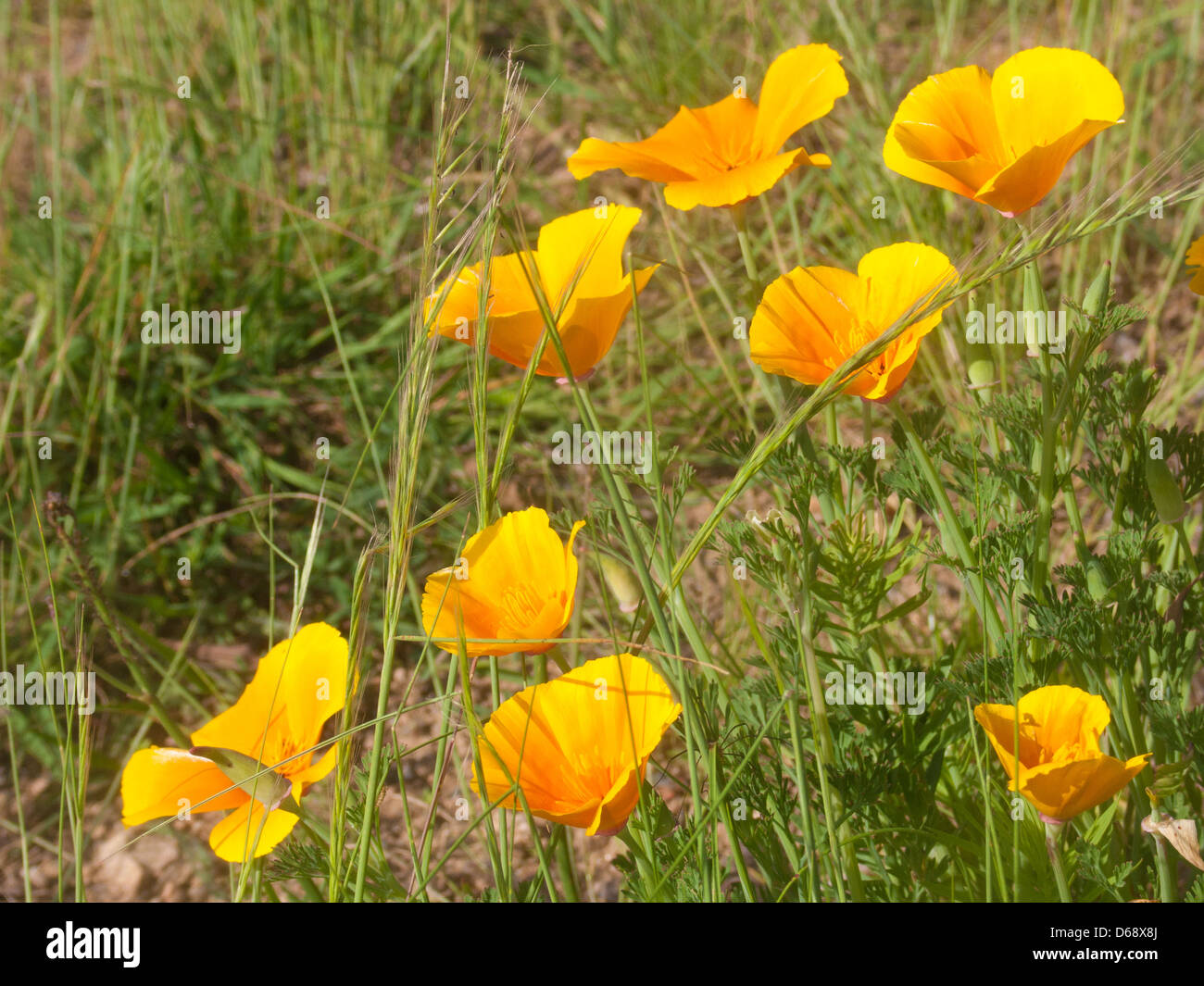Coquelicot flower hi-res stock photography and images - Alamy