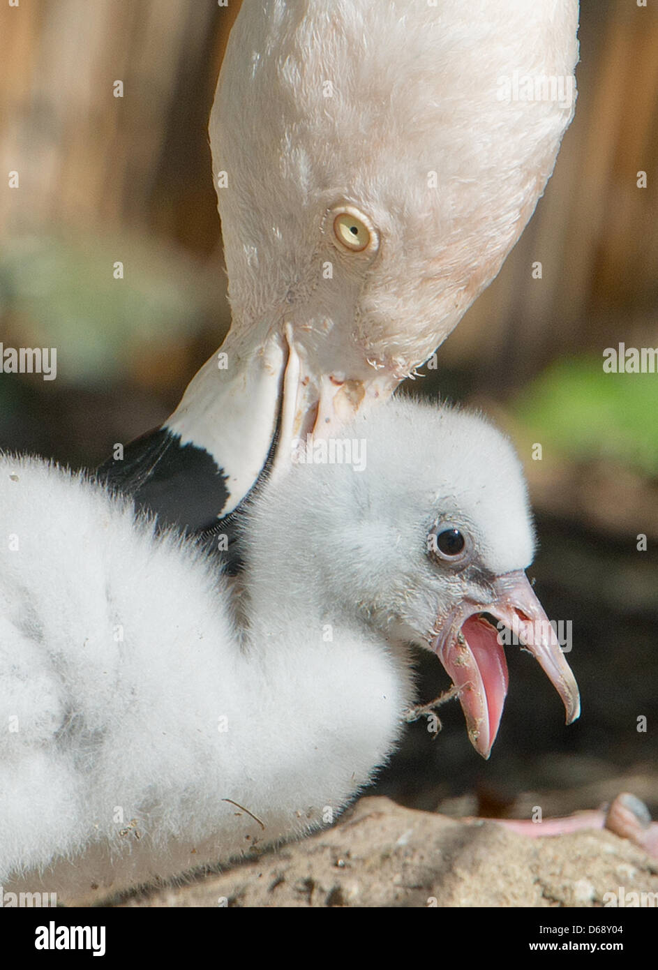 Flamingo in outdoor enclosure hi-res stock photography and images - Alamy