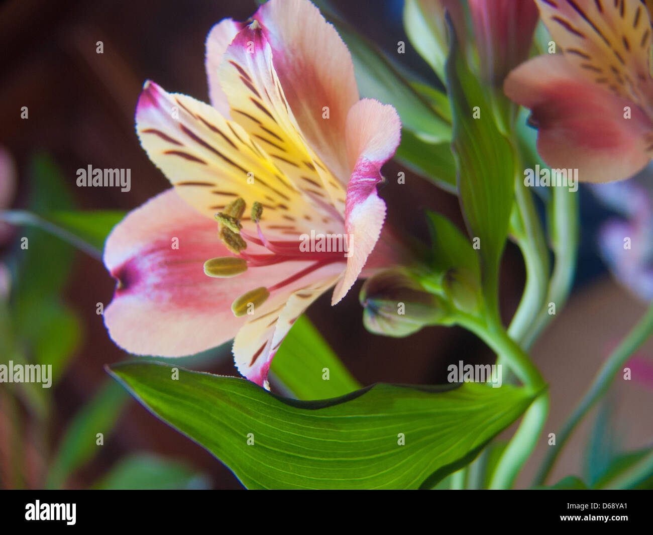 Freesia garden hi-res stock photography and images - Alamy