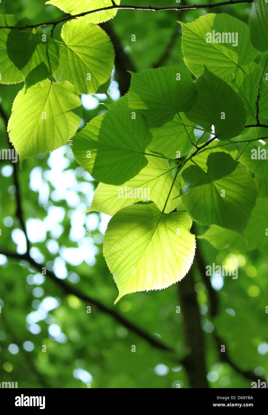 fresh spring foliage Stock Photo - Alamy