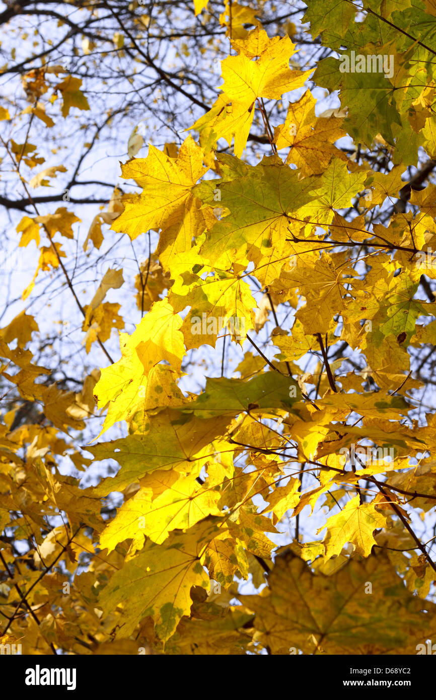 leaves of autumn maple Stock Photo - Alamy