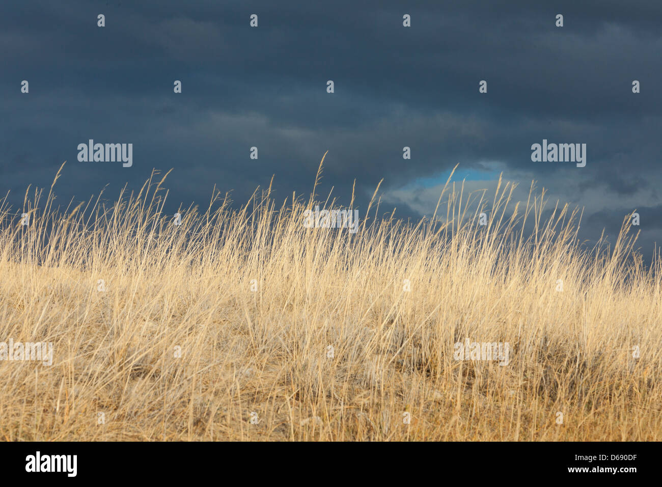 Stormy skies and dry prairie grass Stock Photo - Alamy