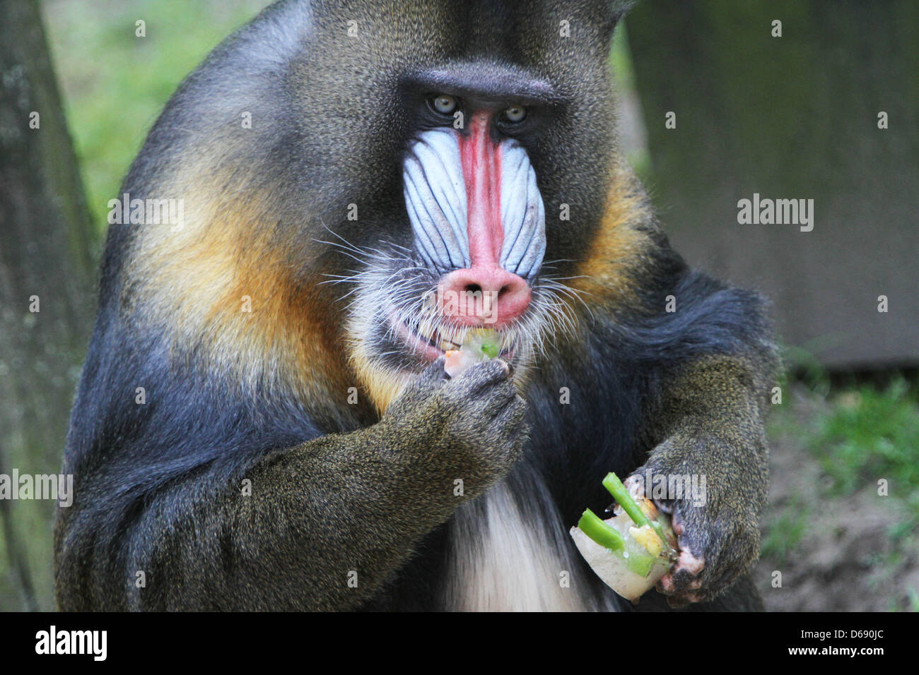 A mandrill chews an ice treat containing fruit and vegetables at ...