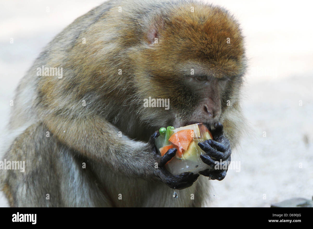 Fruit and vegetables with a monkey hi-res stock photography and images ...