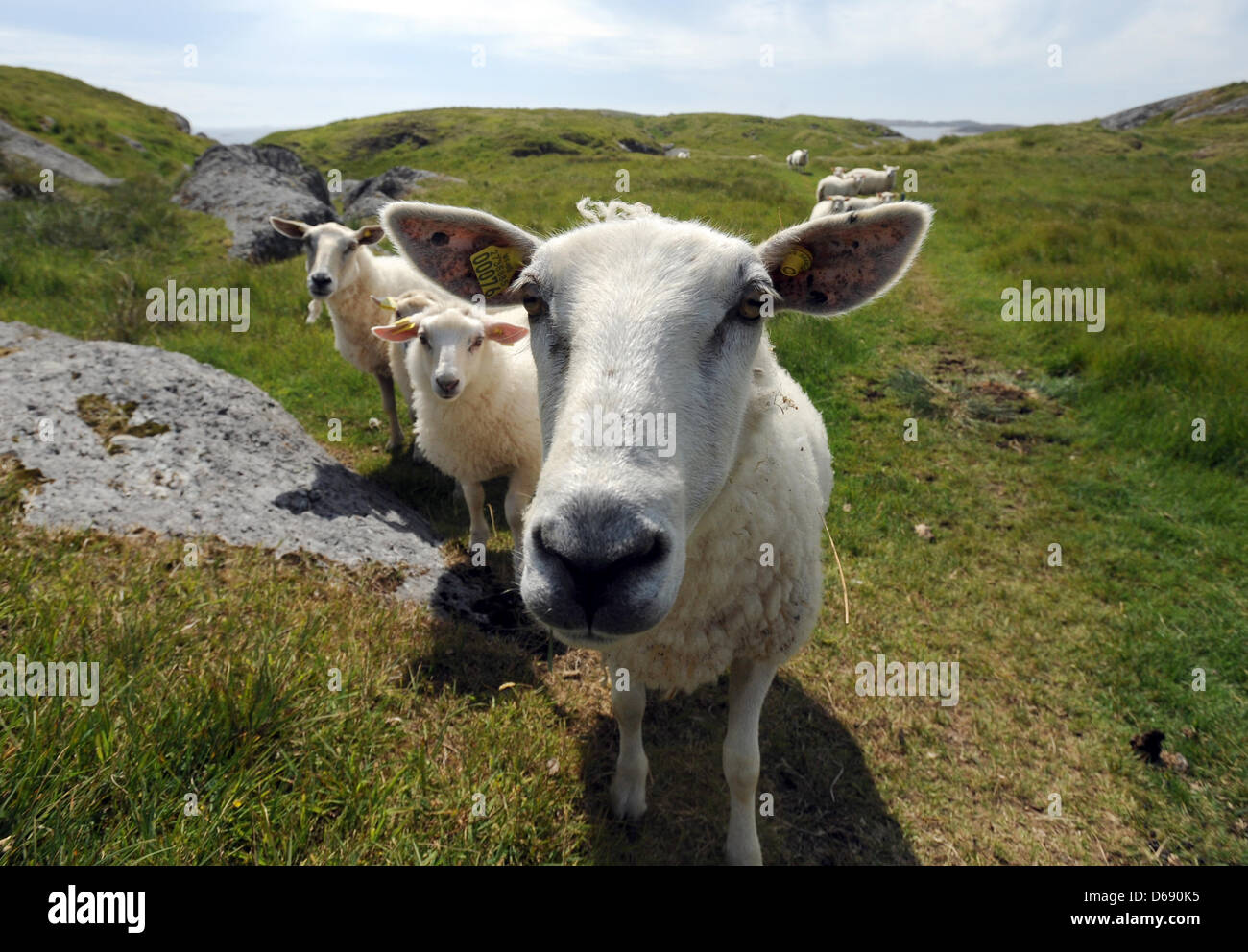 Animal swords hi-res stock photography and images - Alamy