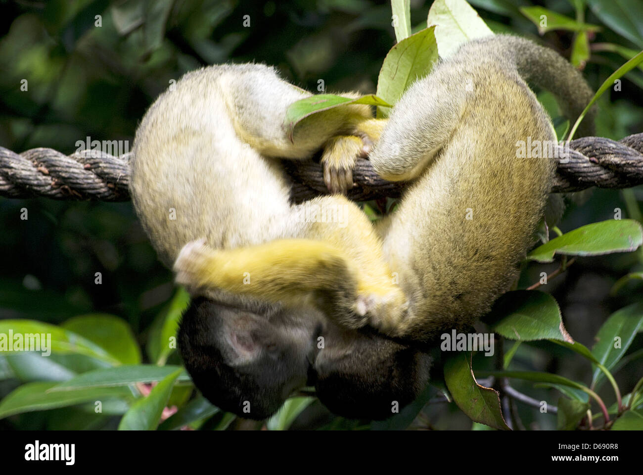 Surprised baby monkey hi-res stock photography and images - Alamy