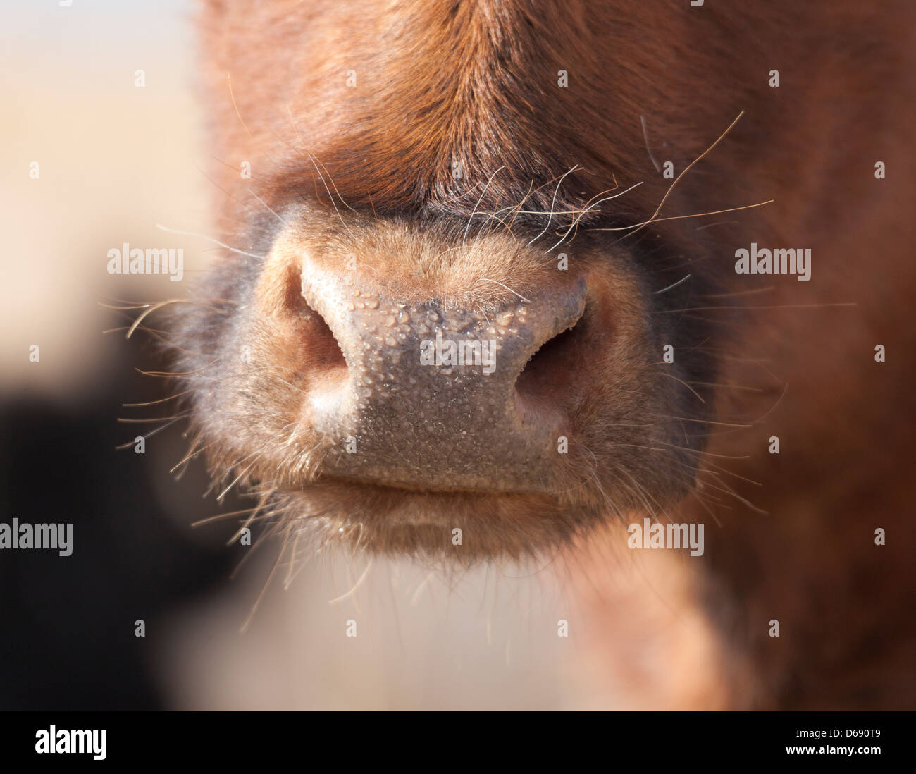 Cow nose close up. On the nose sweat Stock Photo - Alamy