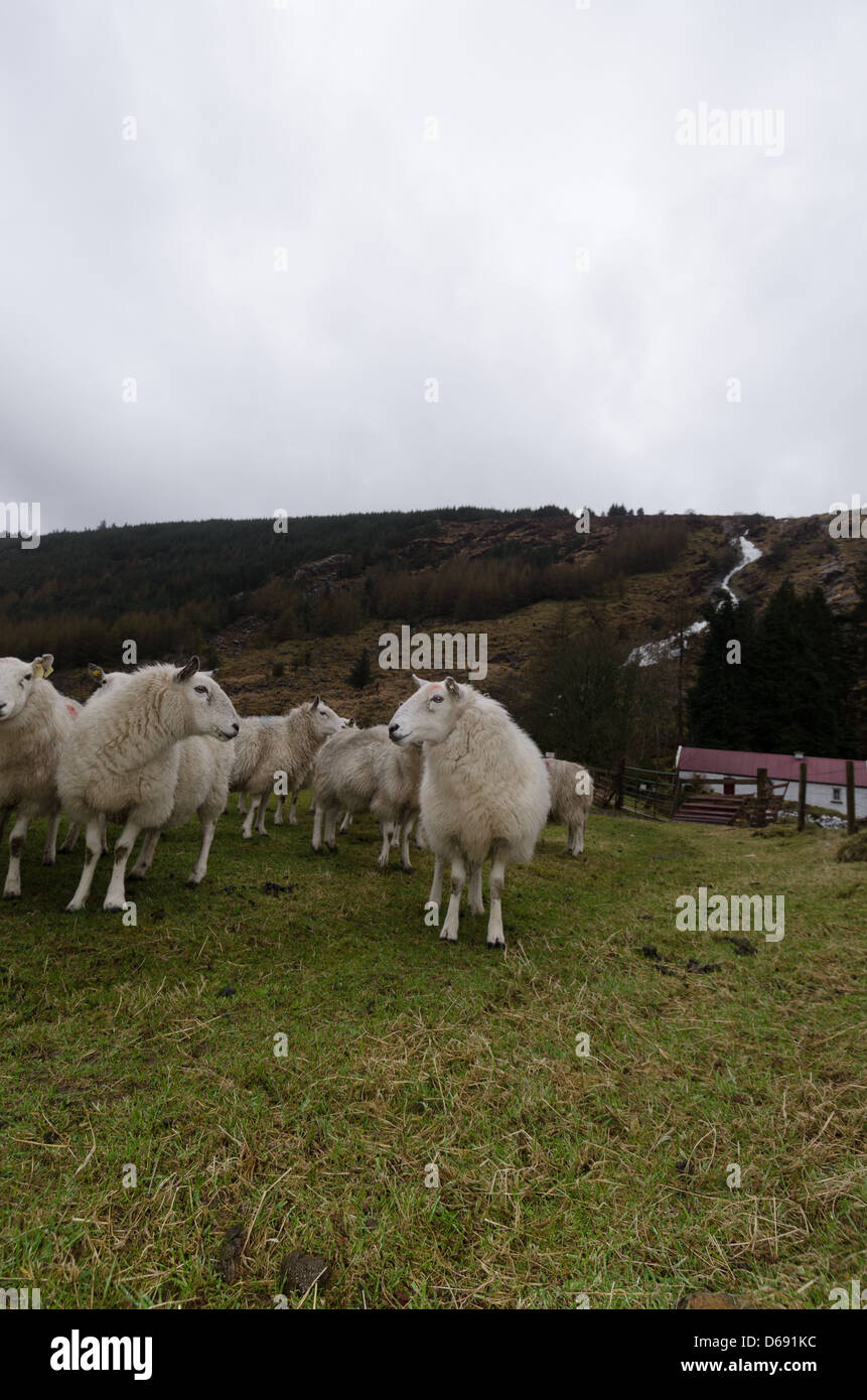 Wicklow mountain sheep hi-res stock photography and images - Alamy