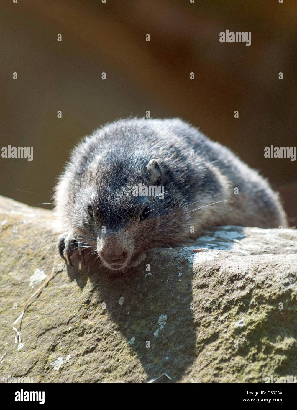 A marmot offspring (Marmota marmota) climbs up a rock at the zoo in ...